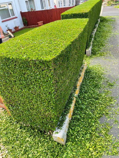 Hedge Cutting Swansea | Expert Hedge Trimming & Maintenance